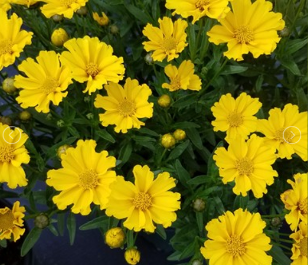 Goldilocks Tickseed (COREOPSIS X LIL BANG GOLDI LOCKS) - 1 gallon ...