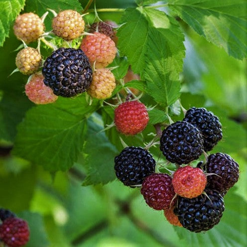 Jewel Black Raspberry (RUBUS JEWEL) – Ship My Plants