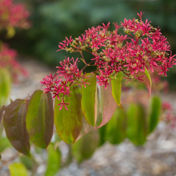 Tianshan® Seven-Son Flower (HEPTACODIUM TIANSHAN) - 3 gallon – Ship My ...
