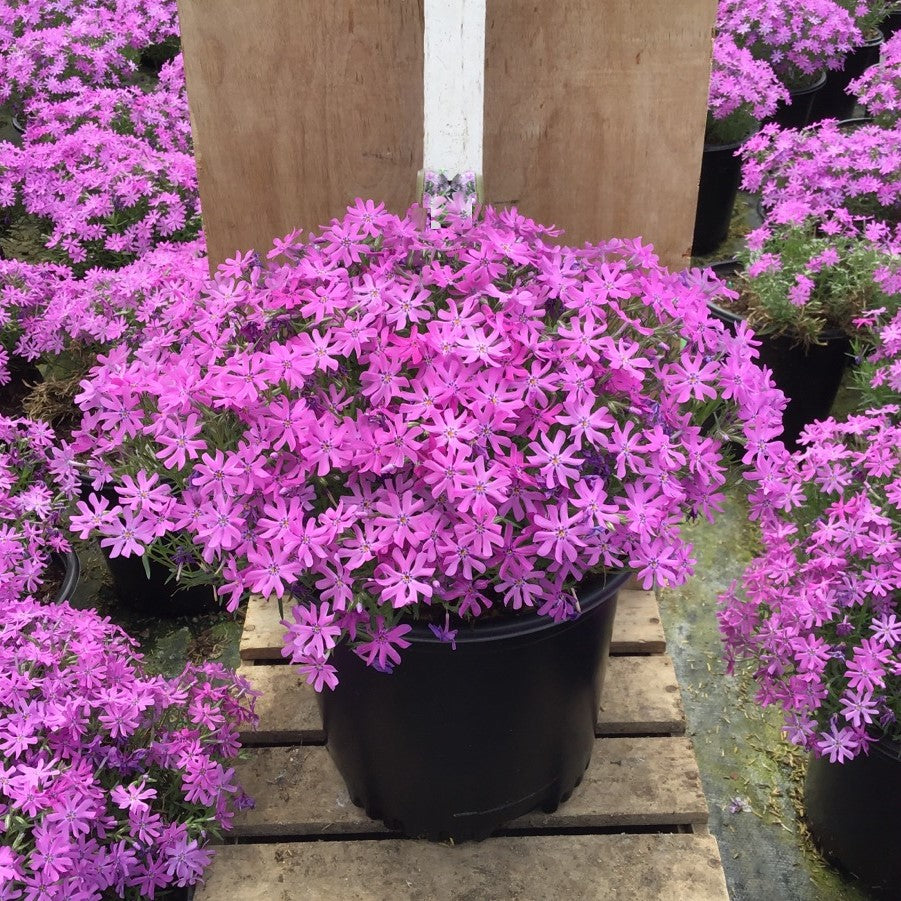 Bedazzled Pink Hybrid Spring Phlox (PHLOX SUB. BEDAZZLED PINK) – Ship ...