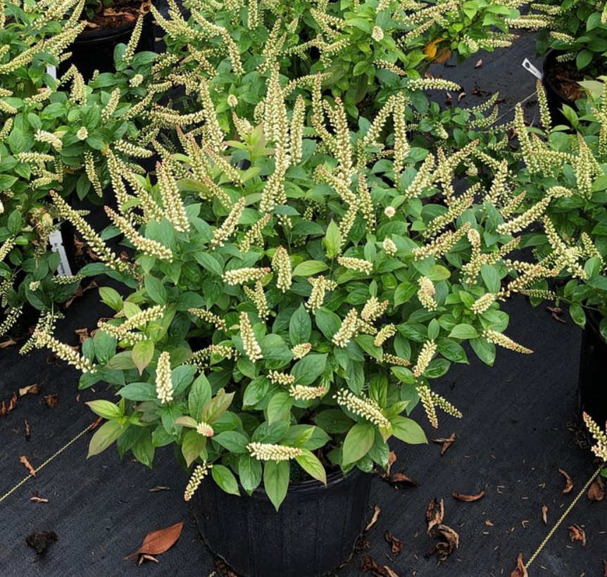 Fizzy Mizzy® Sweetspire (ITEA FIZZY MIZZY) - 3 gallon – Ship My Plants