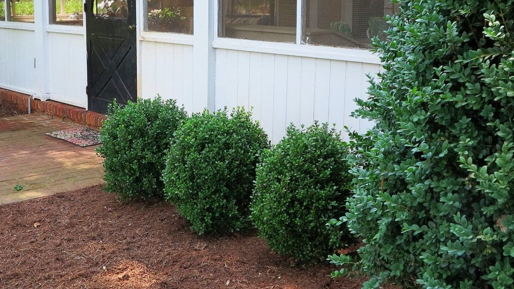 NewGen Freedom® Boxwood (BUXUS NEWGEN FREEDOM) - 1 gallon 8" – Ship My ...