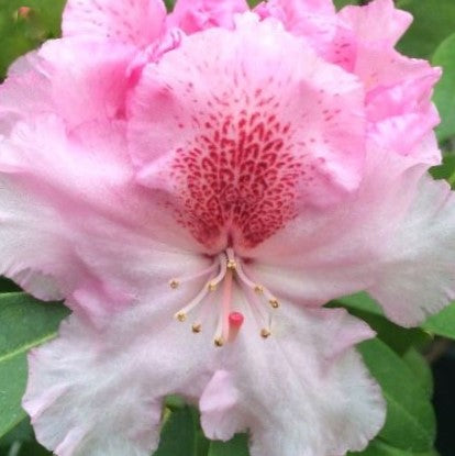 Holden’s™ Pink Flare Rhododendron (RHODO. HOLDENS™ PINK FLARE) - 3 gal ...