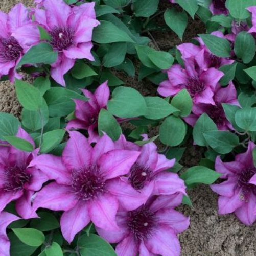 Elodi™ Clematis (CLEMATIS ELODI TRAILING) – Ship My Plants