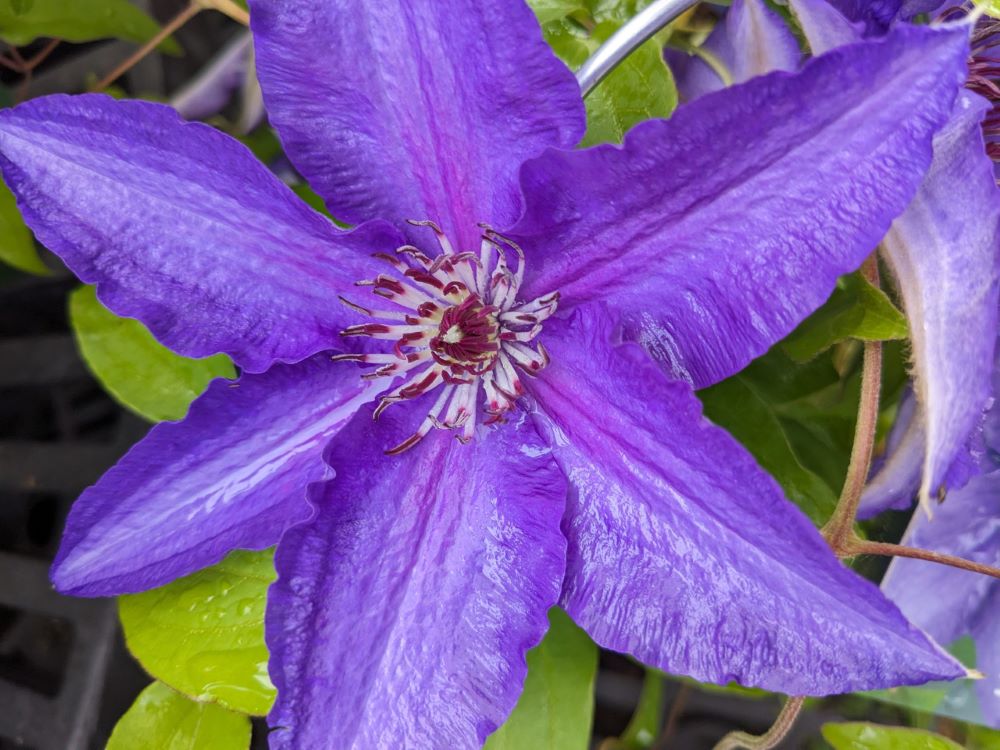 Lindsay™ Clematis (CLEMATIS LINDSAY) - 1 gallon – Ship My Plants
