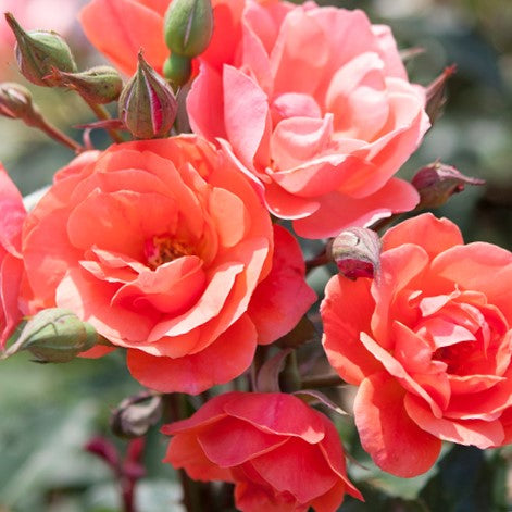 Coral Knock Out® Rose (ROSE K.O. CORAL KNOCKOUT) - 3 gallon – Ship My ...