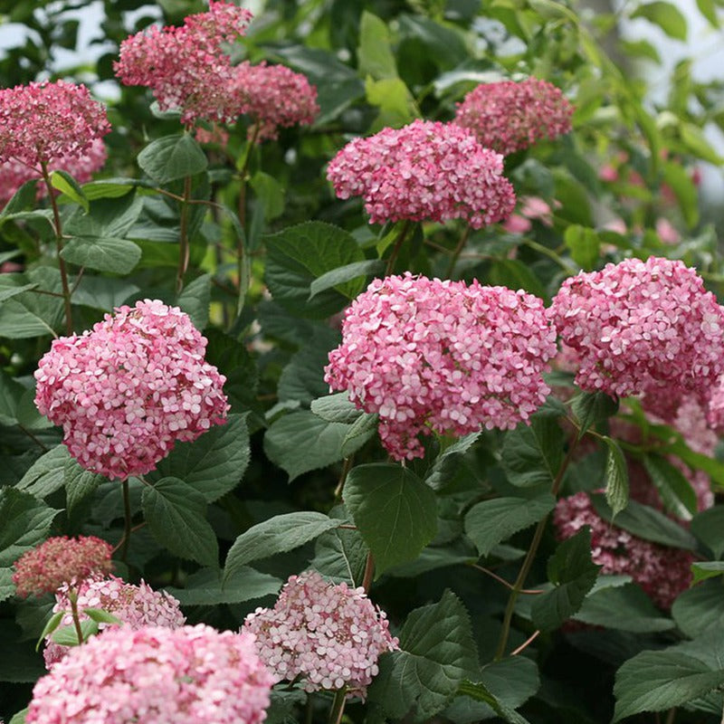 Invincibelle® Ruby Smooth hydrangea (HYDRANGEA A. INVINCBLE® RUBY ...