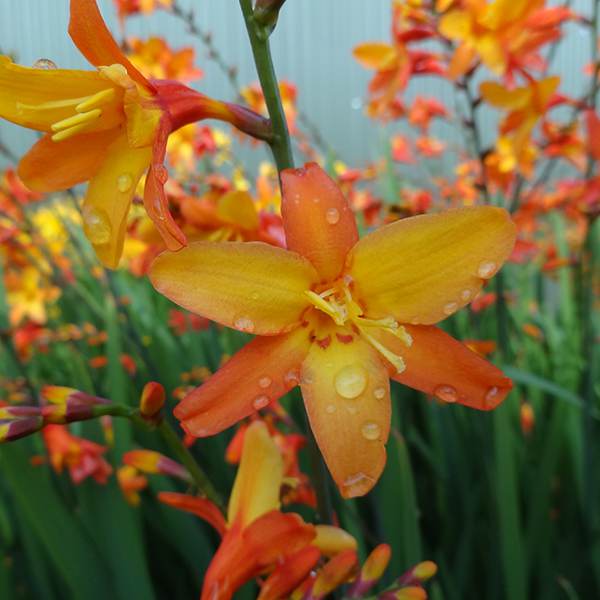 Orange Pekoe Montbretia (CROCOSMIA X ORANGE PEKOE) - 1 gallon – Ship My ...